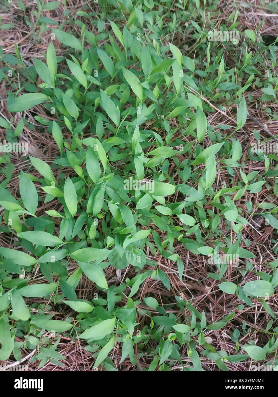 Japanese stiltgrass hi-res stock photography and images - Alamy
