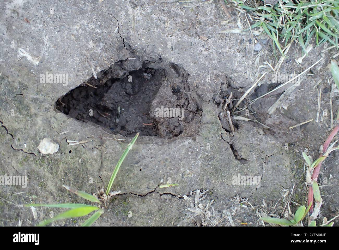 Even-toed Ungulates and Cetaceans (Artiodactyla Stock Photo - Alamy