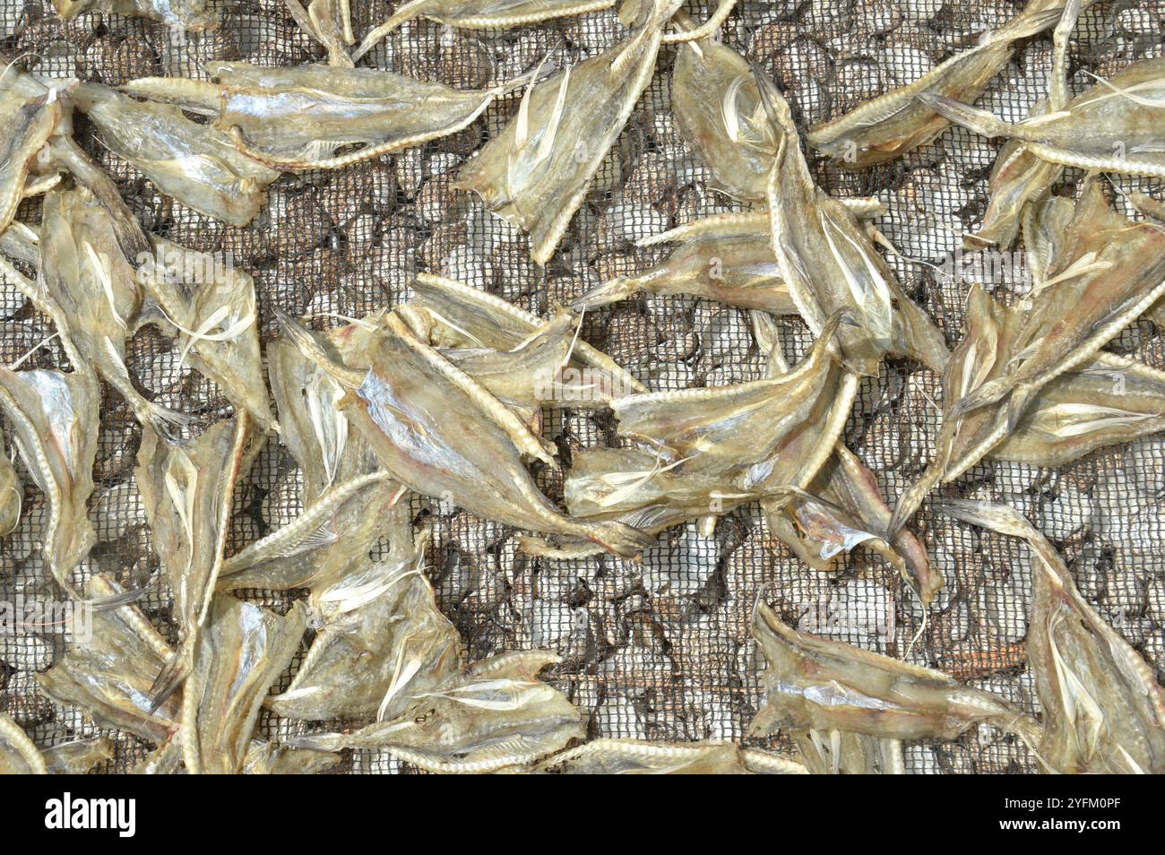 patterns of thin dried fish background Stock Photo - Alamy