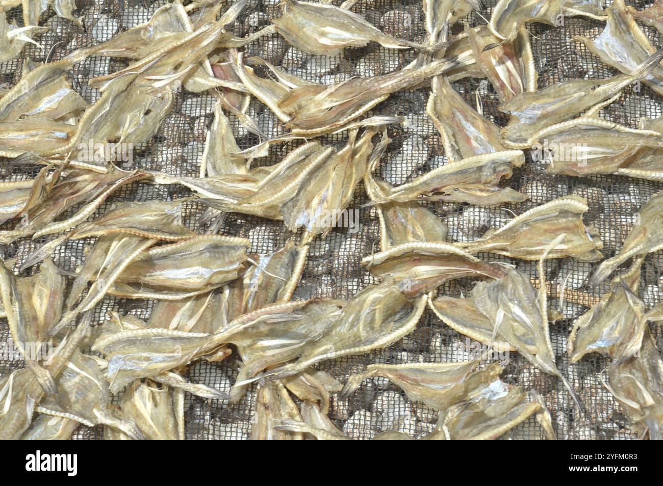 patterns of thin dried fish background Stock Photo - Alamy