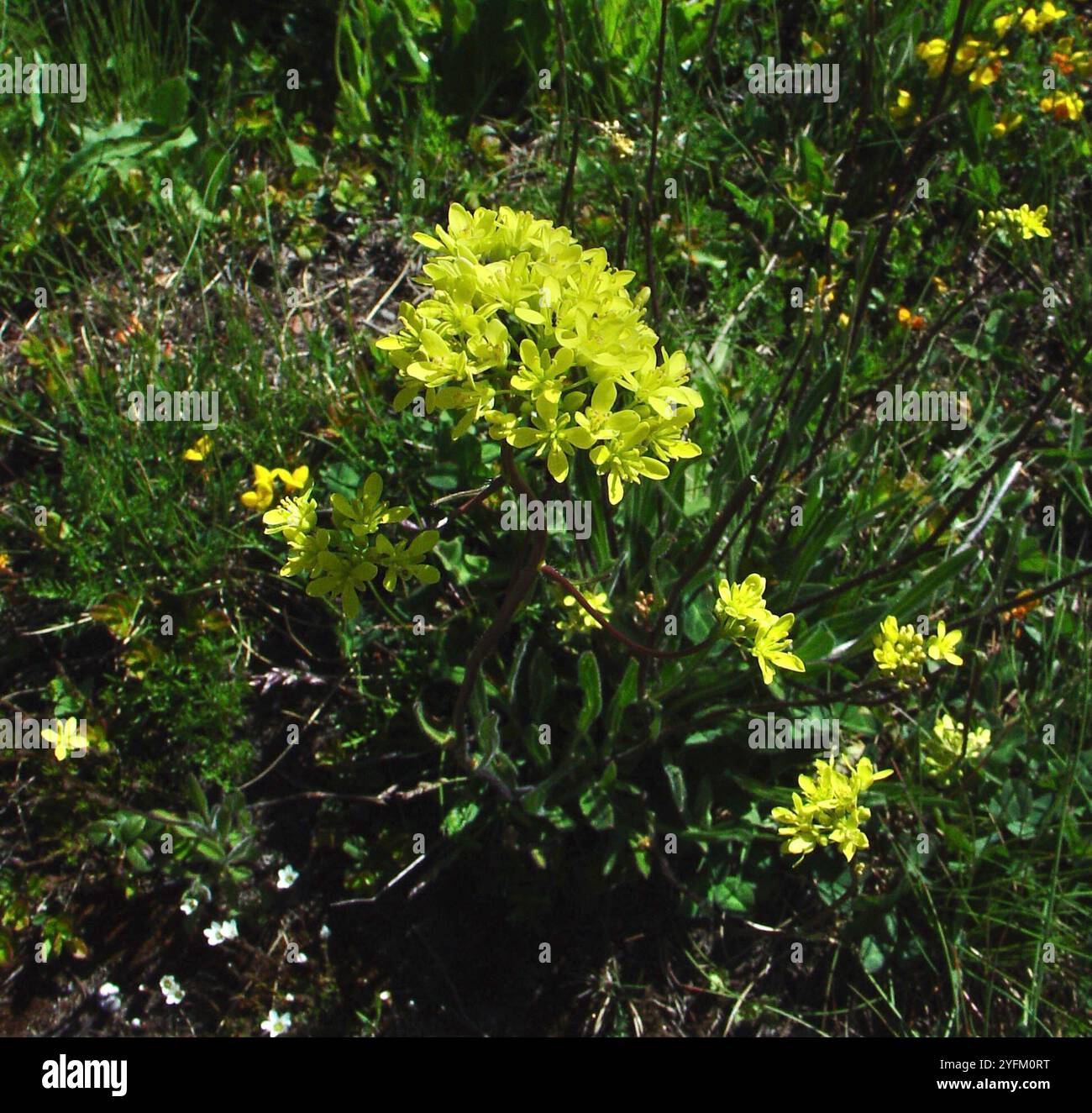Common Buckler-mustard (Biscutella laevigata Stock Photo - Alamy