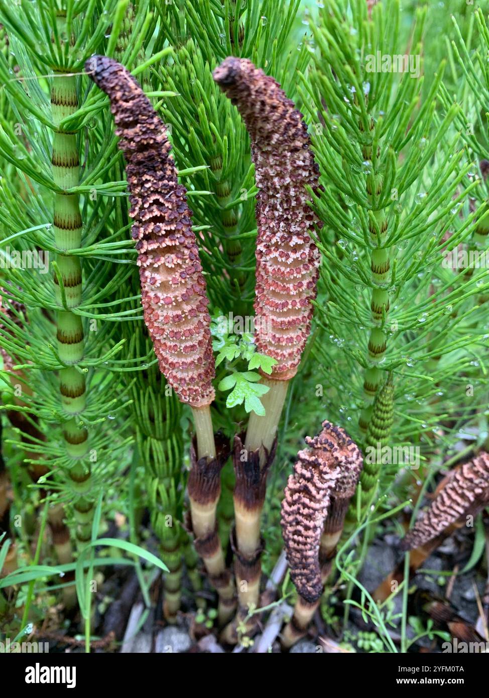 great horsetail (Equisetum telmateia Stock Photo - Alamy