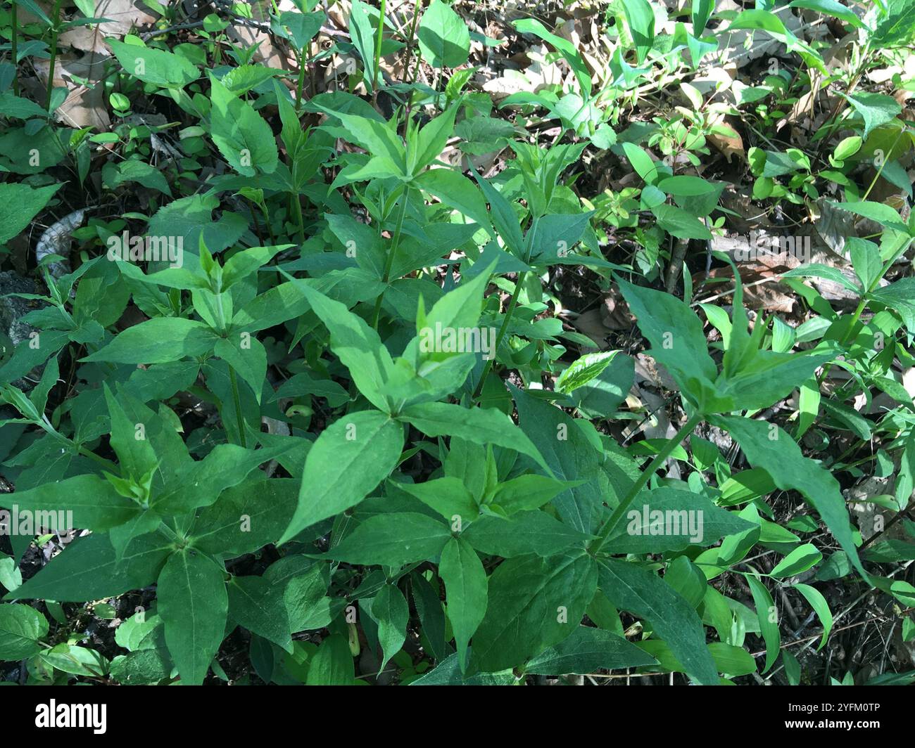 starry campion (Silene stellata Stock Photo - Alamy