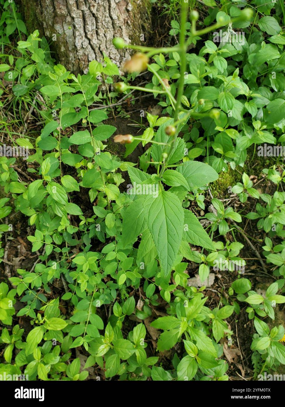 lanceleaf figwort (Scrophularia lanceolata Stock Photo - Alamy