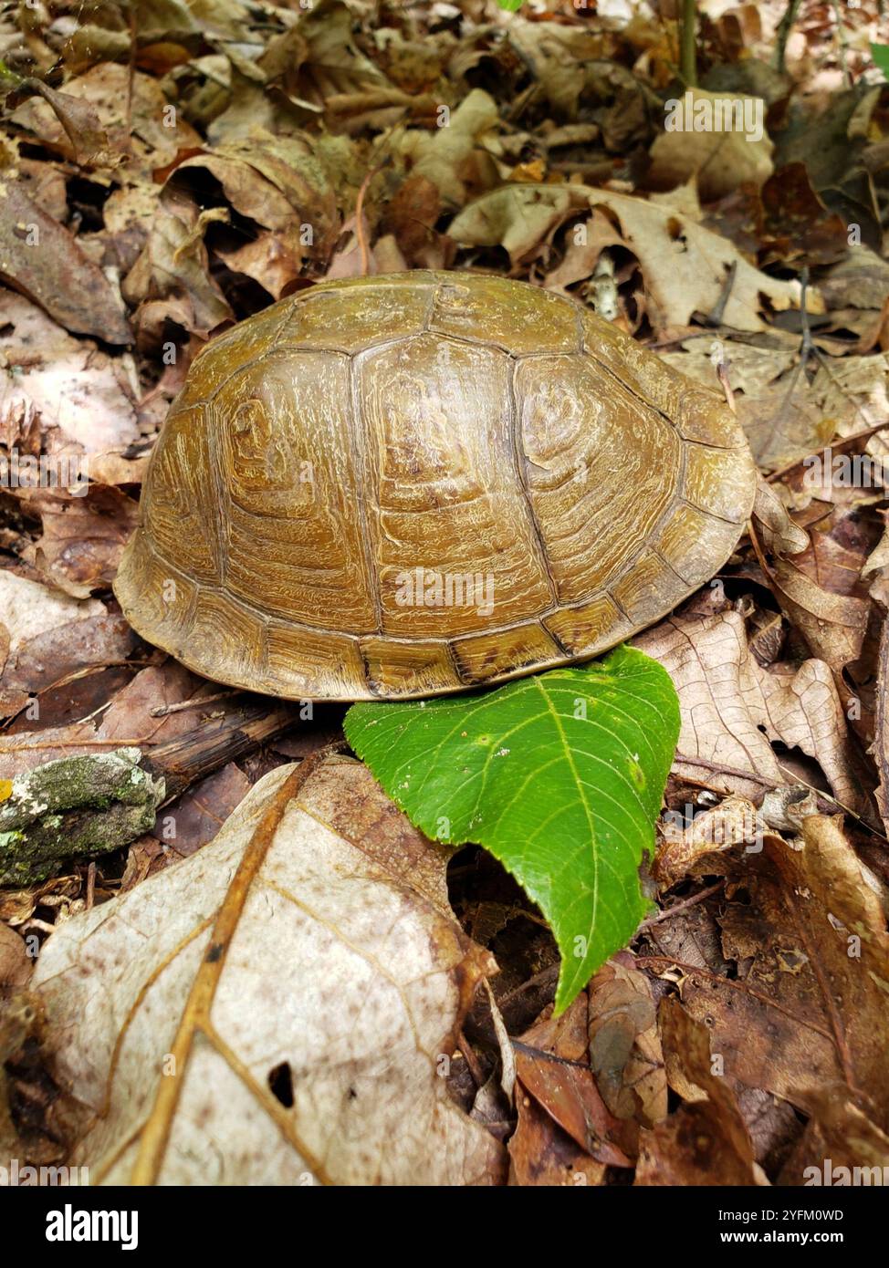 Three-toed Box Turtle (Terrapene triunguis Stock Photo - Alamy