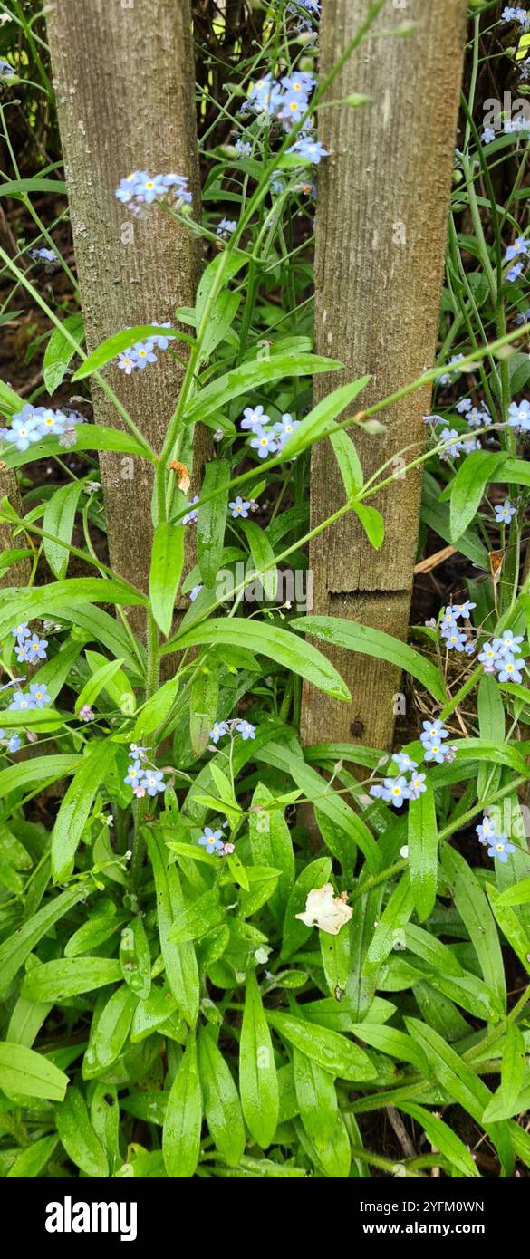Wood Forget-me-not (Myosotis sylvatica Stock Photo - Alamy