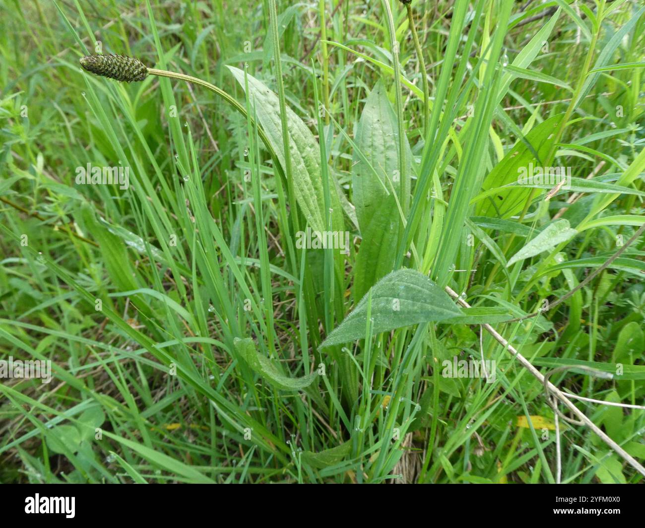 ribwort plantain (Plantago lanceolata Stock Photo - Alamy