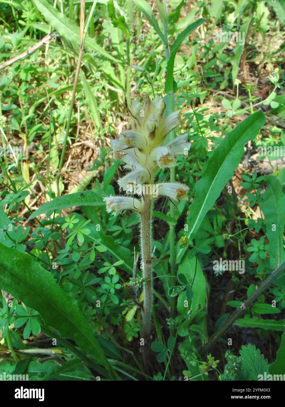 Picridis hi-res stock photography and images - Alamy