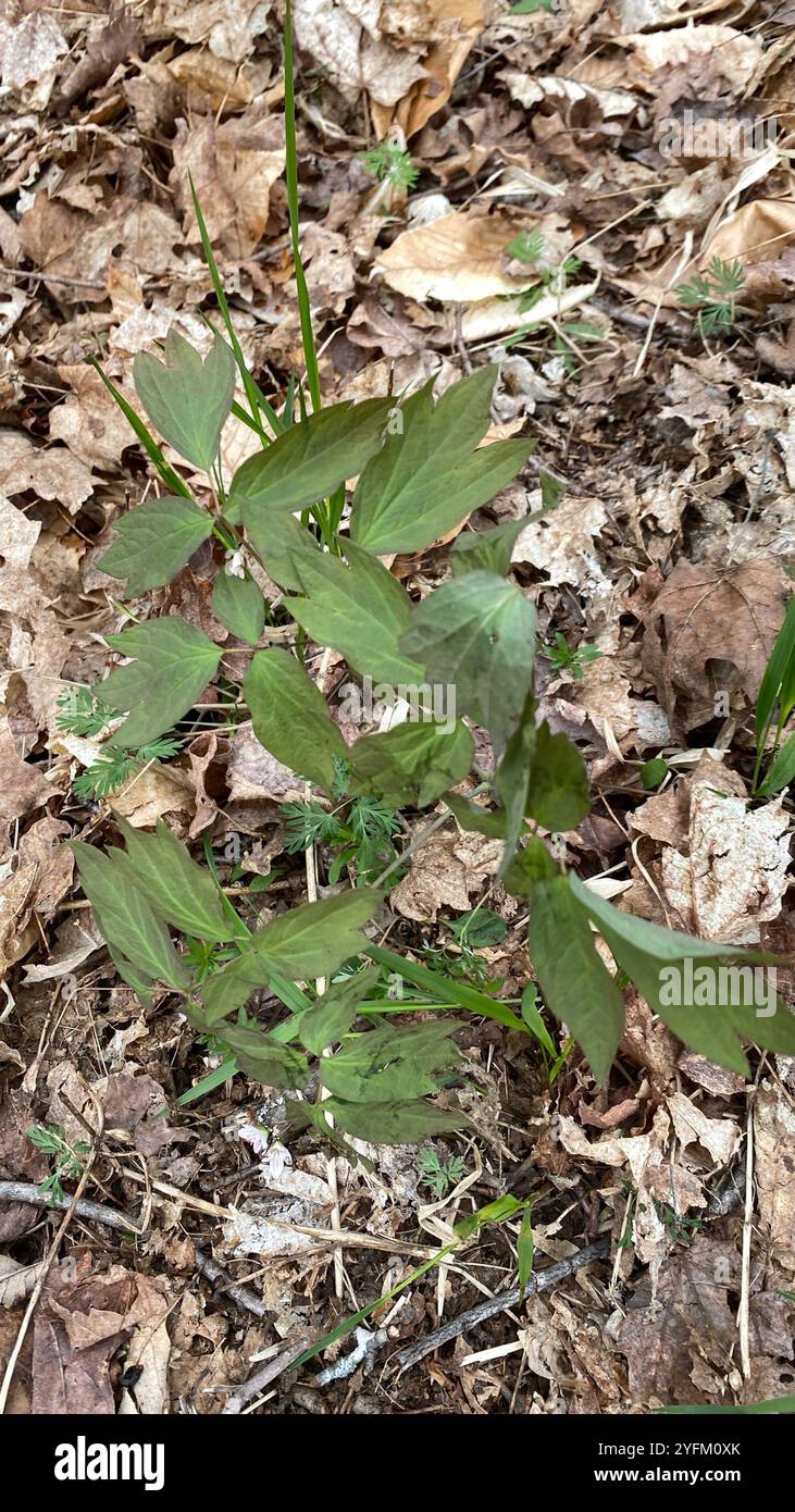 early blue cohosh (Caulophyllum giganteum Stock Photo - Alamy
