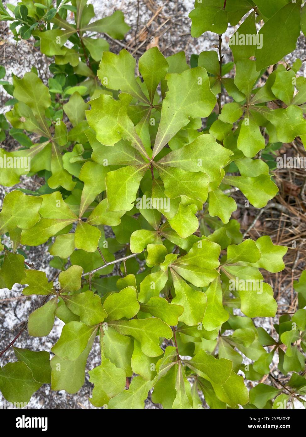 water oak (Quercus nigra Stock Photo - Alamy