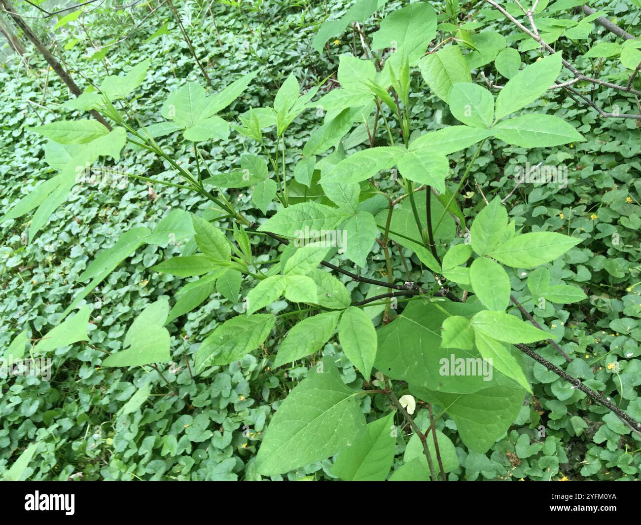 American bladdernut (Staphylea trifolia Stock Photo - Alamy