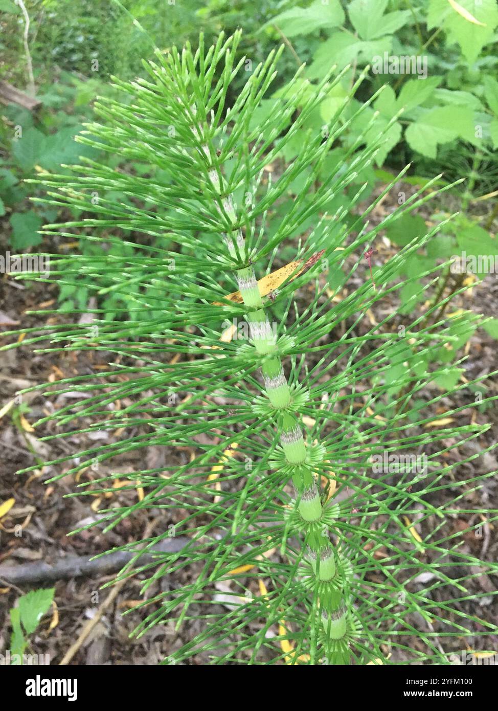 great horsetail (Equisetum telmateia Stock Photo - Alamy