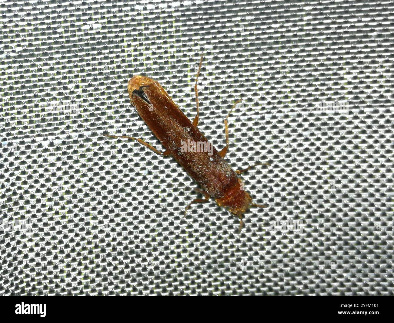 Dermestoides hi-res stock photography and images - Alamy