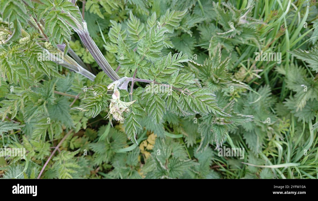 Cow Parsley (Anthriscus sylvestris Stock Photo - Alamy