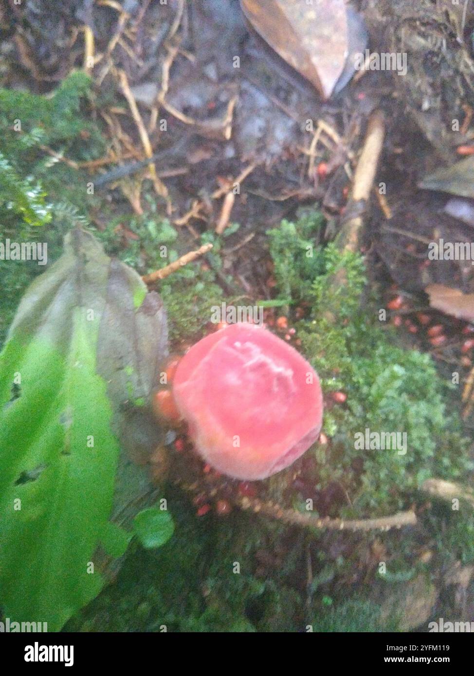 Calostoma hi-res stock photography and images - Alamy