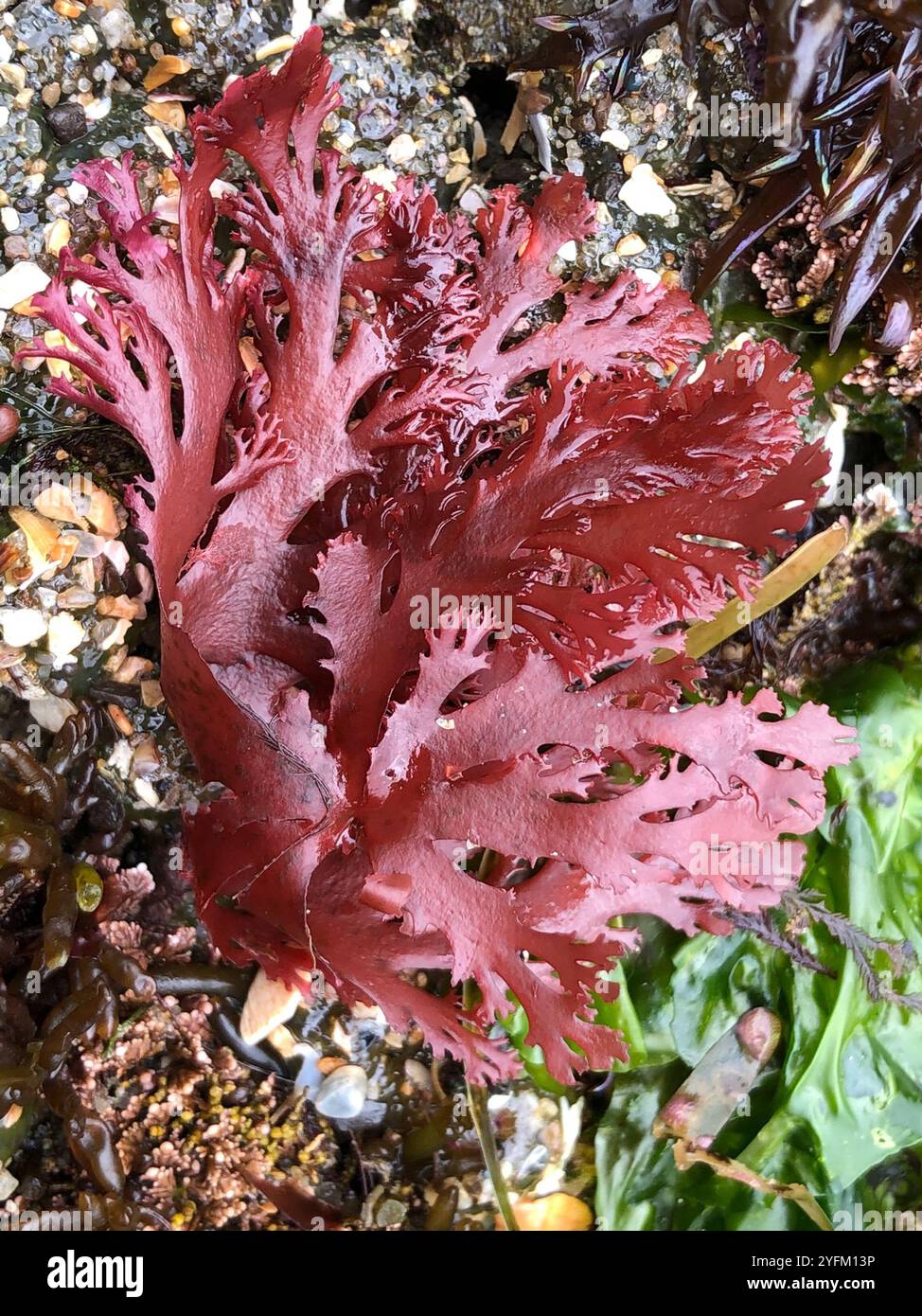 red sea fan (Callophyllis flabellulata Stock Photo - Alamy