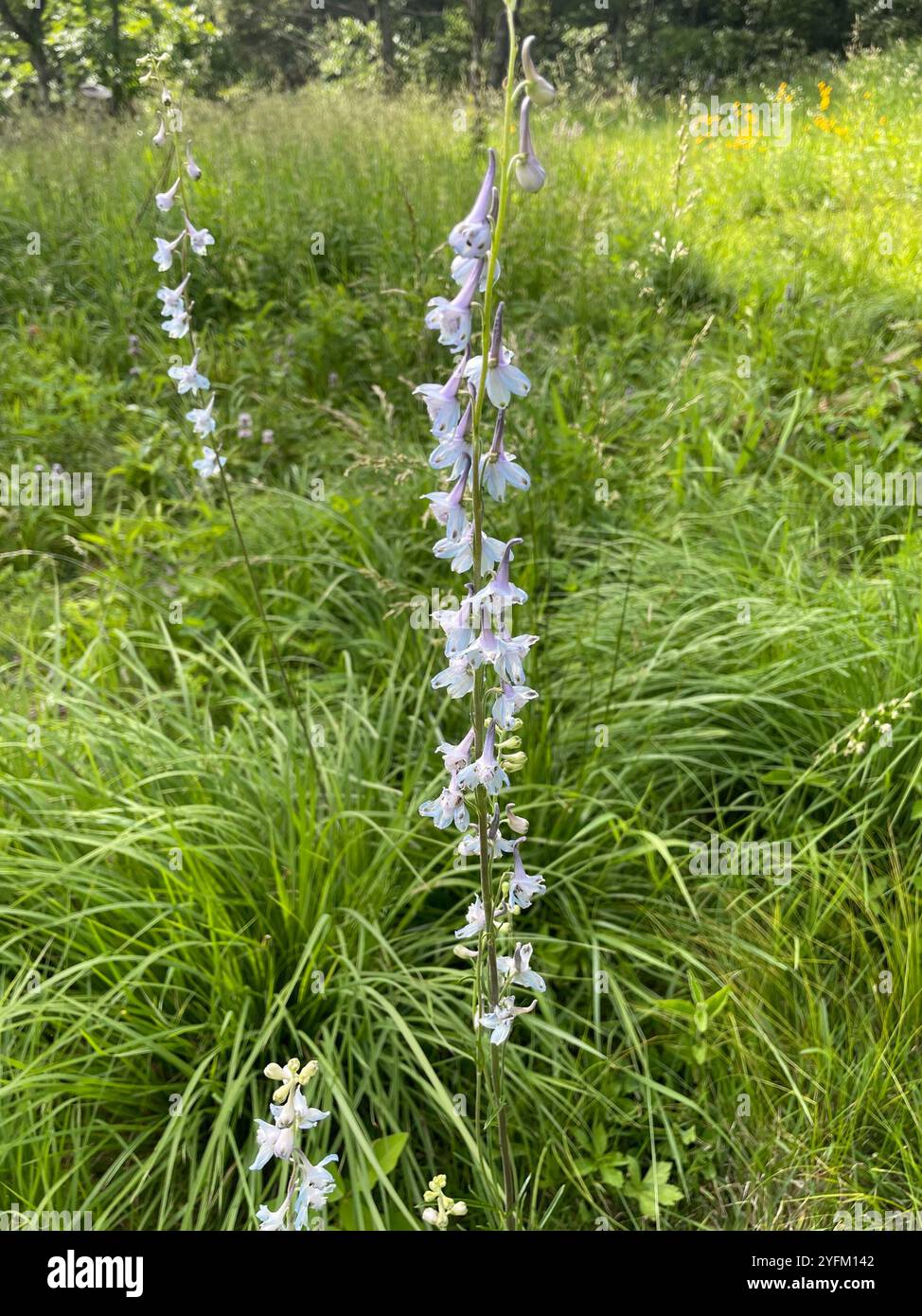 Wild Blue Larkspur (Delphinium carolinianum Stock Photo - Alamy