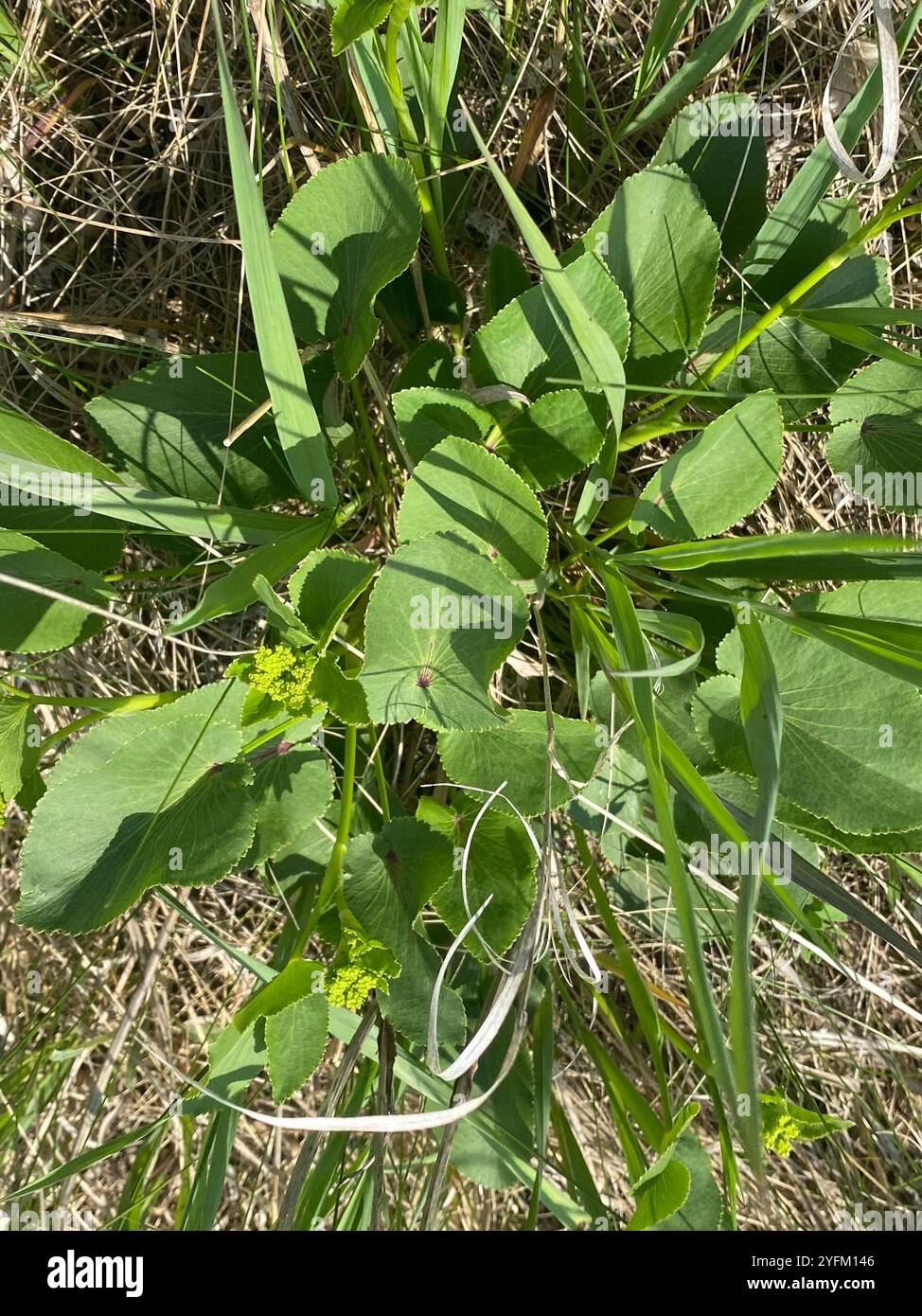 heart-leaf golden Alexanders (Zizia aptera Stock Photo - Alamy