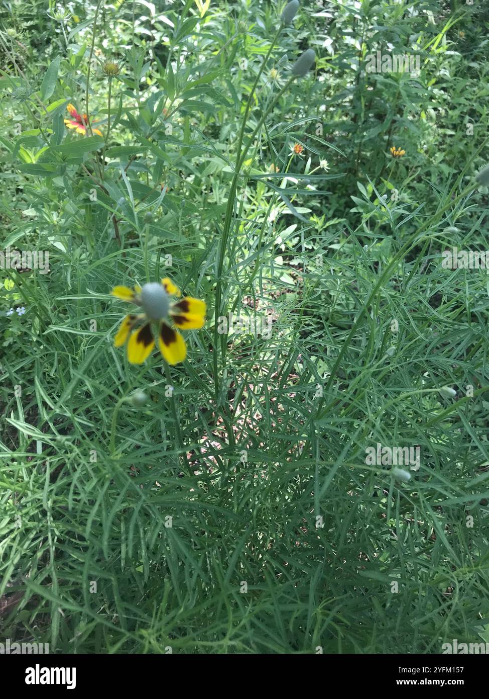 upright prairie coneflower (Ratibida columnifera Stock Photo - Alamy