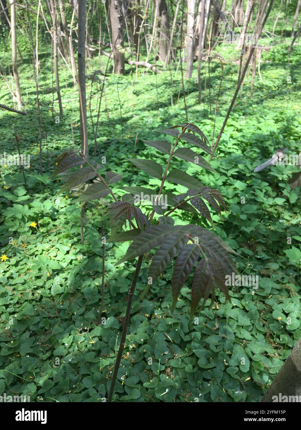 Tun tree (Toona sinensis Stock Photo - Alamy