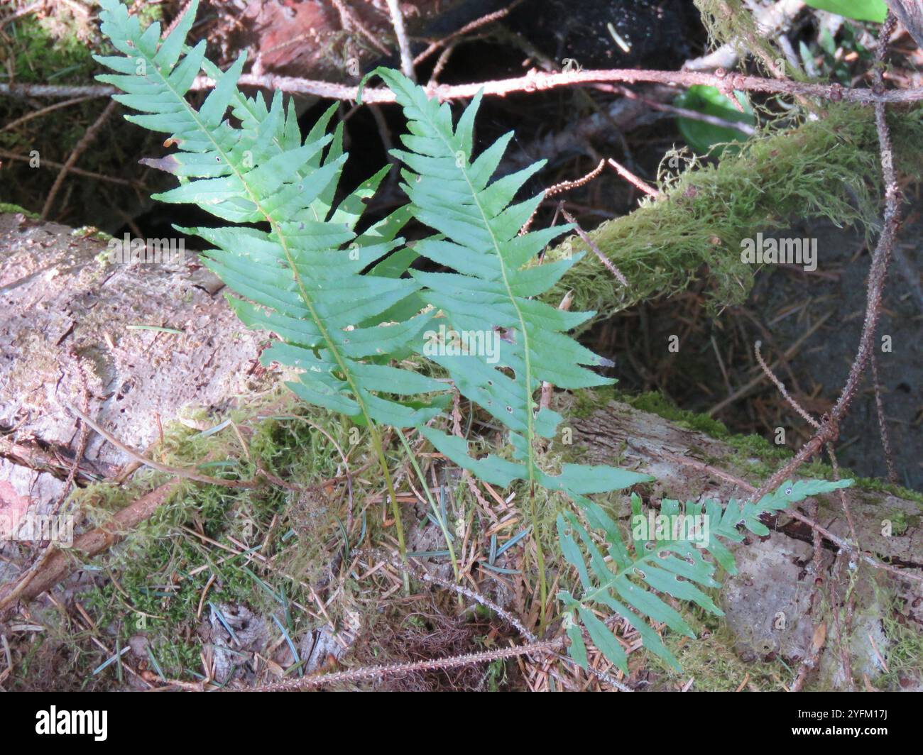 licorice fern (Polypodium glycyrrhiza Stock Photo - Alamy