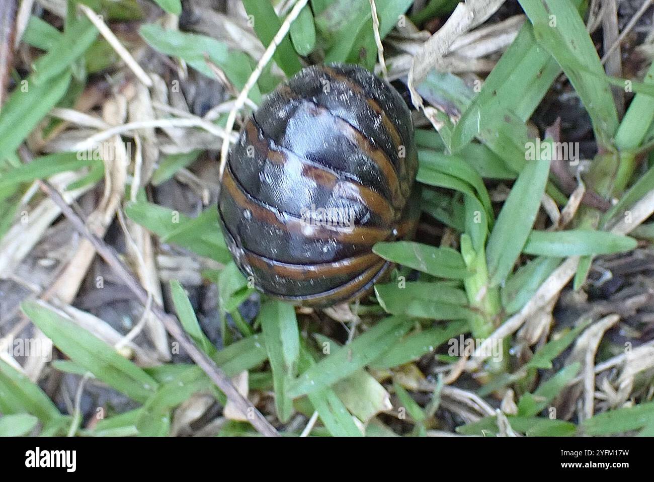 Cape Mountain Cockroach (Aptera fusca Stock Photo - Alamy
