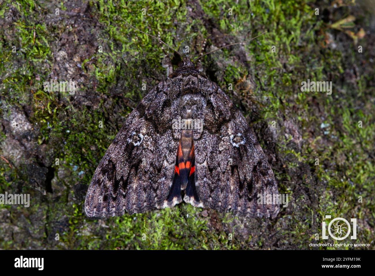 Ilia and Umber Underwings (Catocala ilia-complex Stock Photo - Alamy