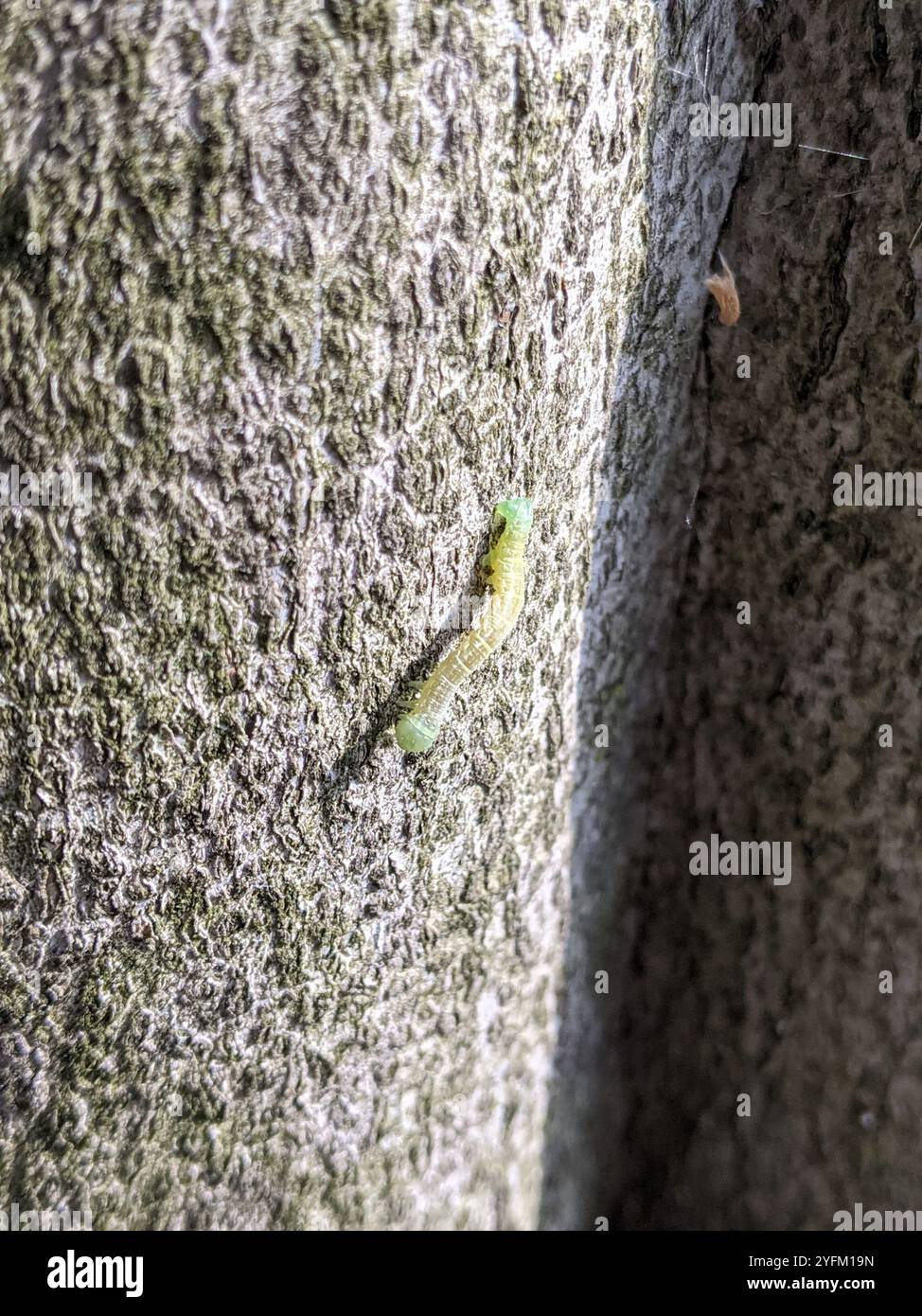 Geometer Moths (Geometridae Stock Photo - Alamy