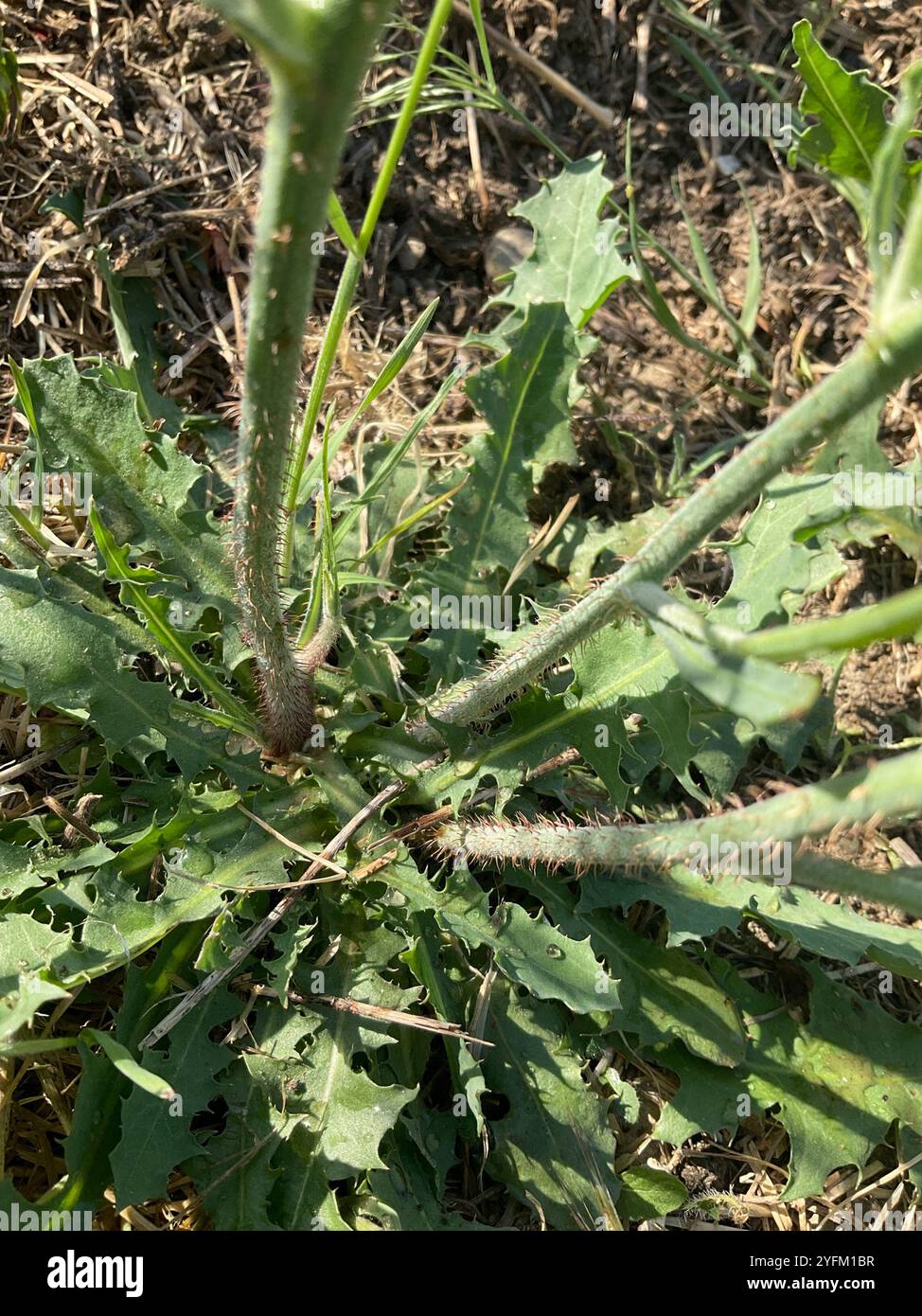Rush Skeletonweed (Chondrilla juncea Stock Photo - Alamy