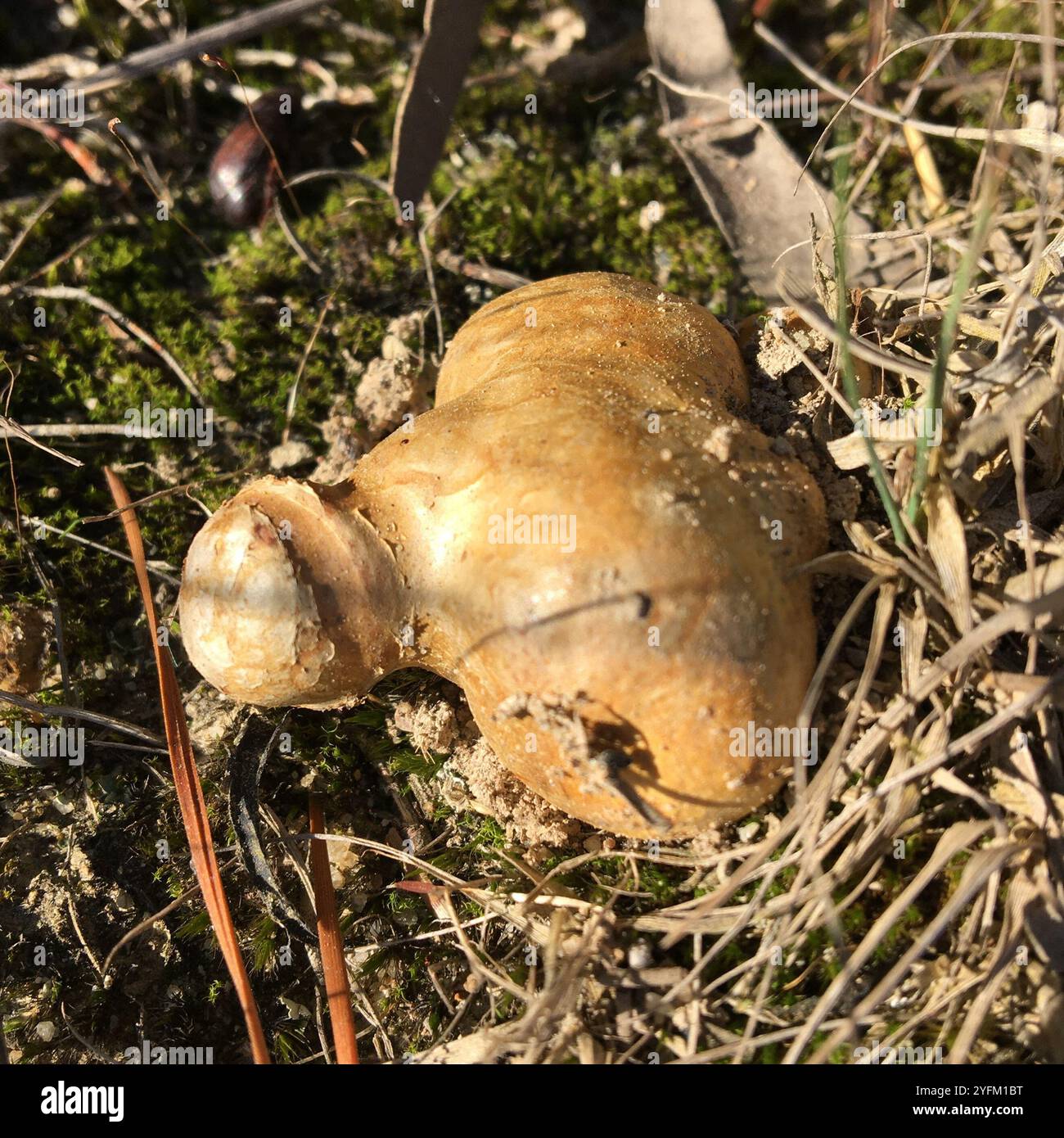 False truffle hi-res stock photography and images - Alamy