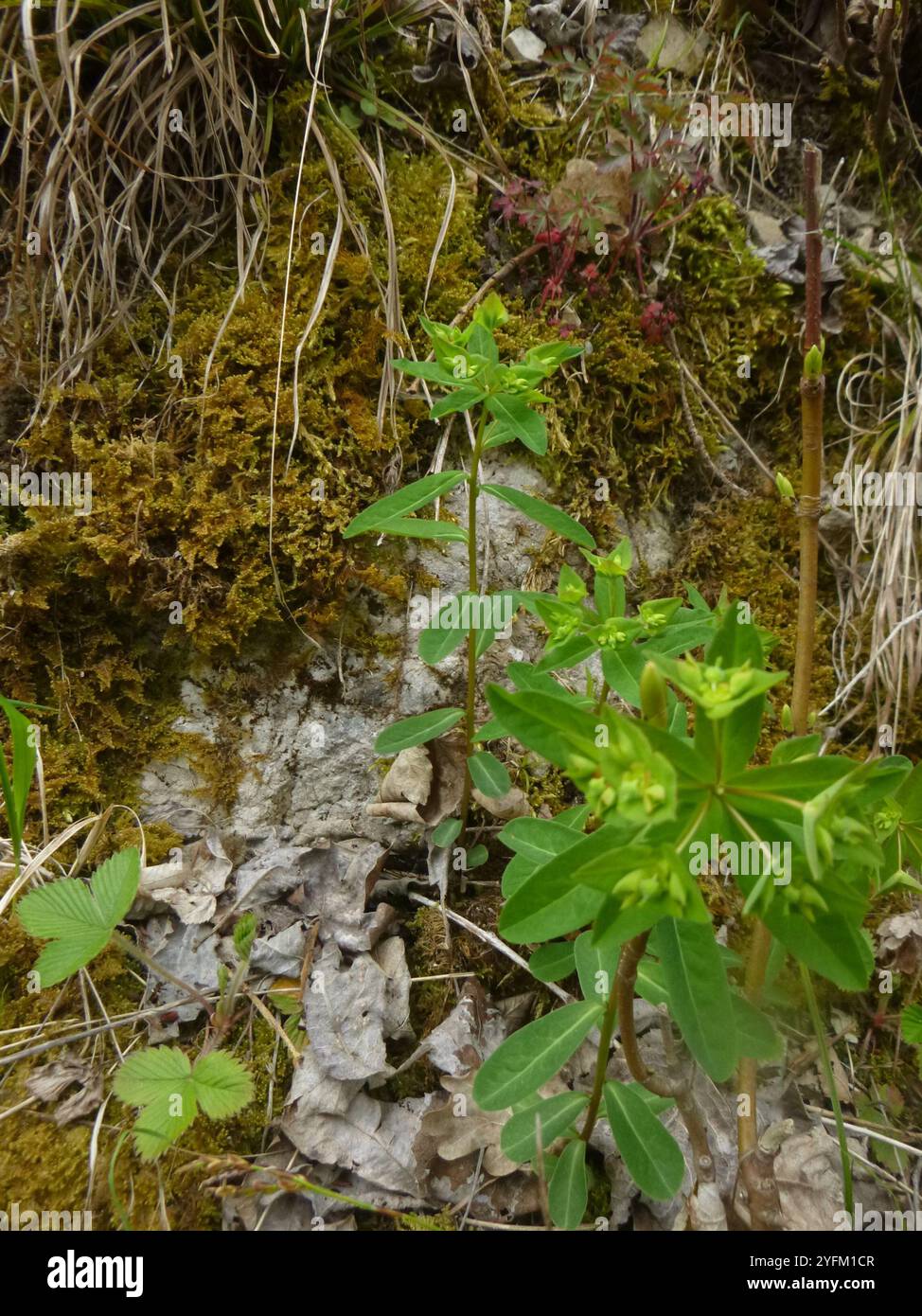 Euphorbia dulcis hi-res stock photography and images - Alamy