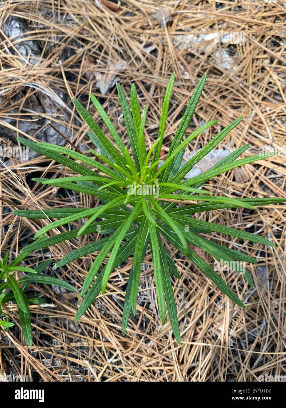Narrow Leaf Ironweed (Vernonia angustifolia Stock Photo - Alamy