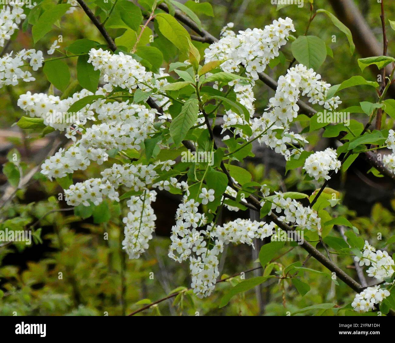 chokecherry (Prunus virginiana Stock Photo - Alamy