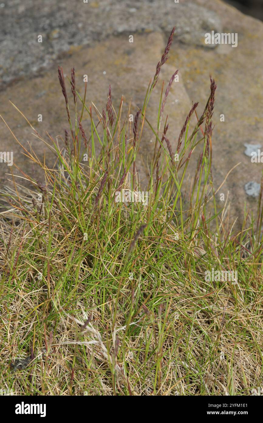 red fescue (Festuca rubra Stock Photo - Alamy