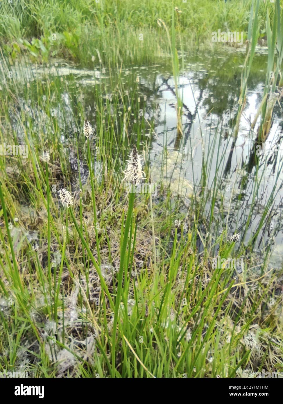 common spikerush (Eleocharis palustris Stock Photo - Alamy