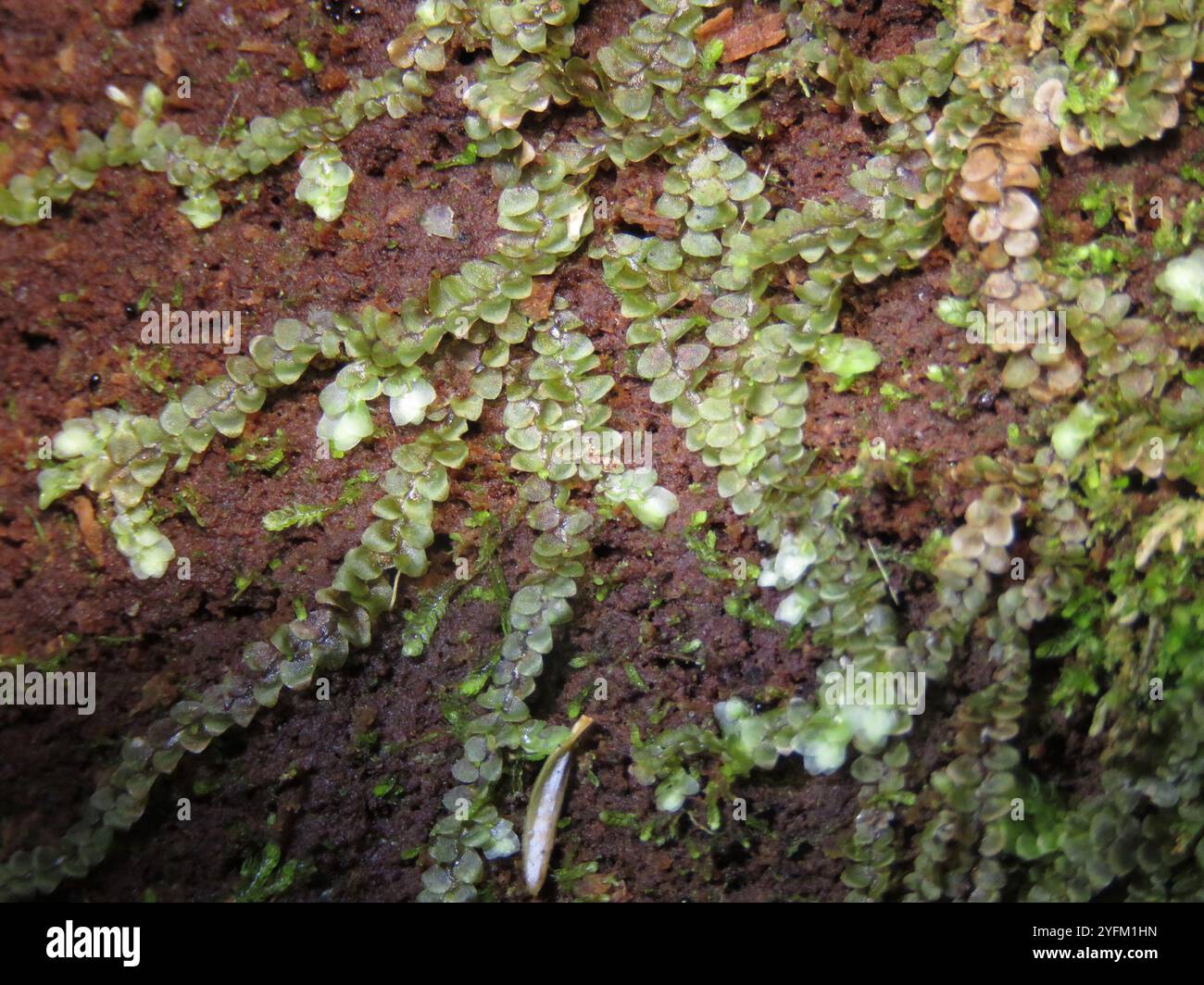Jungermanniales hi-res stock photography and images - Alamy