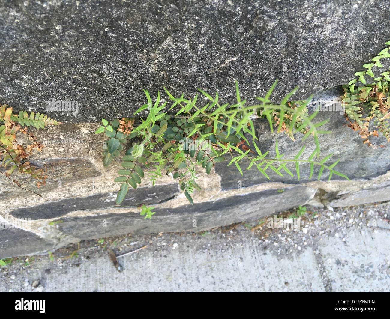 purple-stem cliffbrake (Pellaea atropurpurea Stock Photo - Alamy
