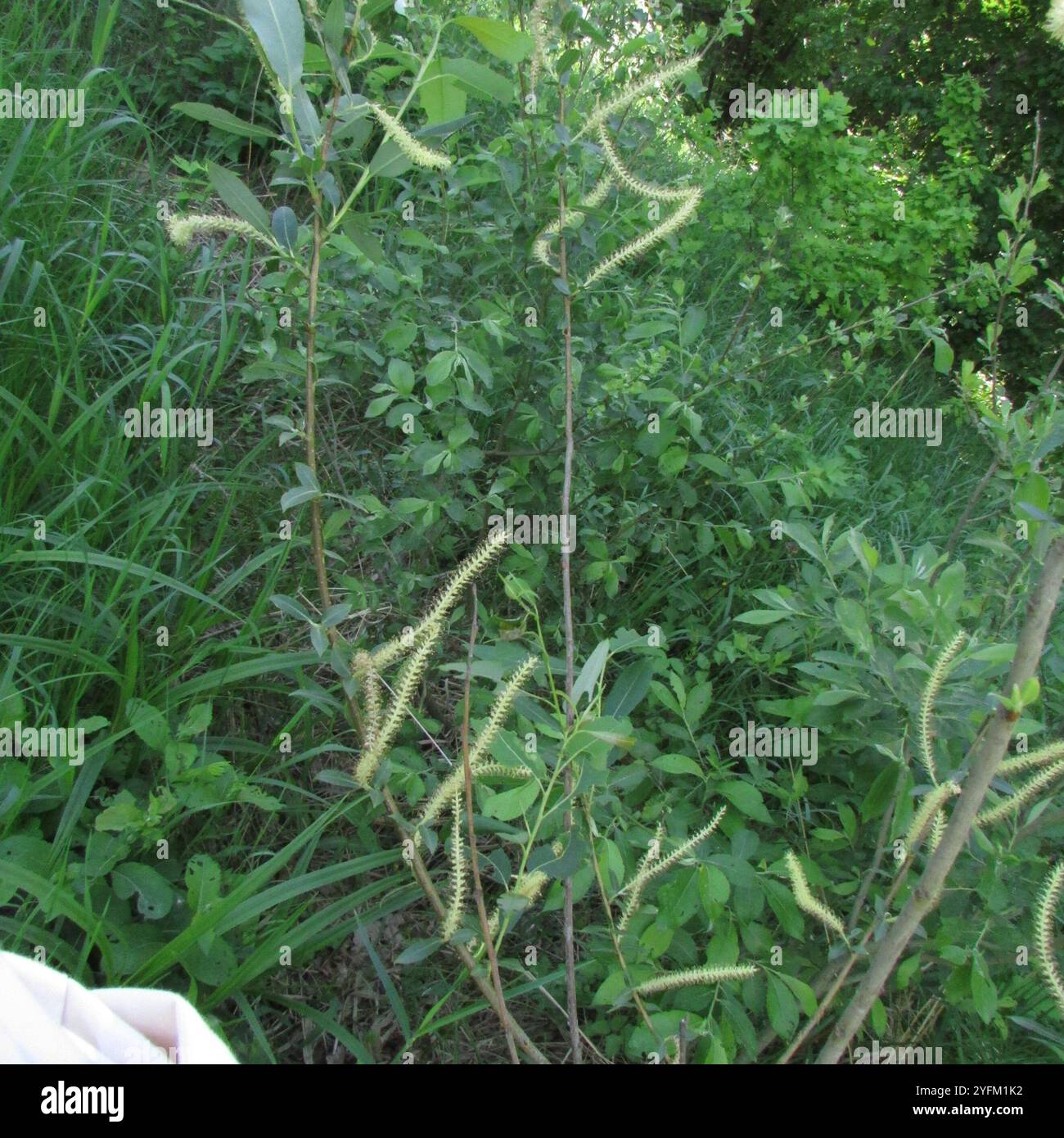 Almond Willow (Salix triandra Stock Photo - Alamy