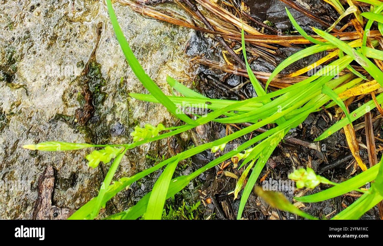Carex sect. Paniceae (Paniceae Stock Photo - Alamy