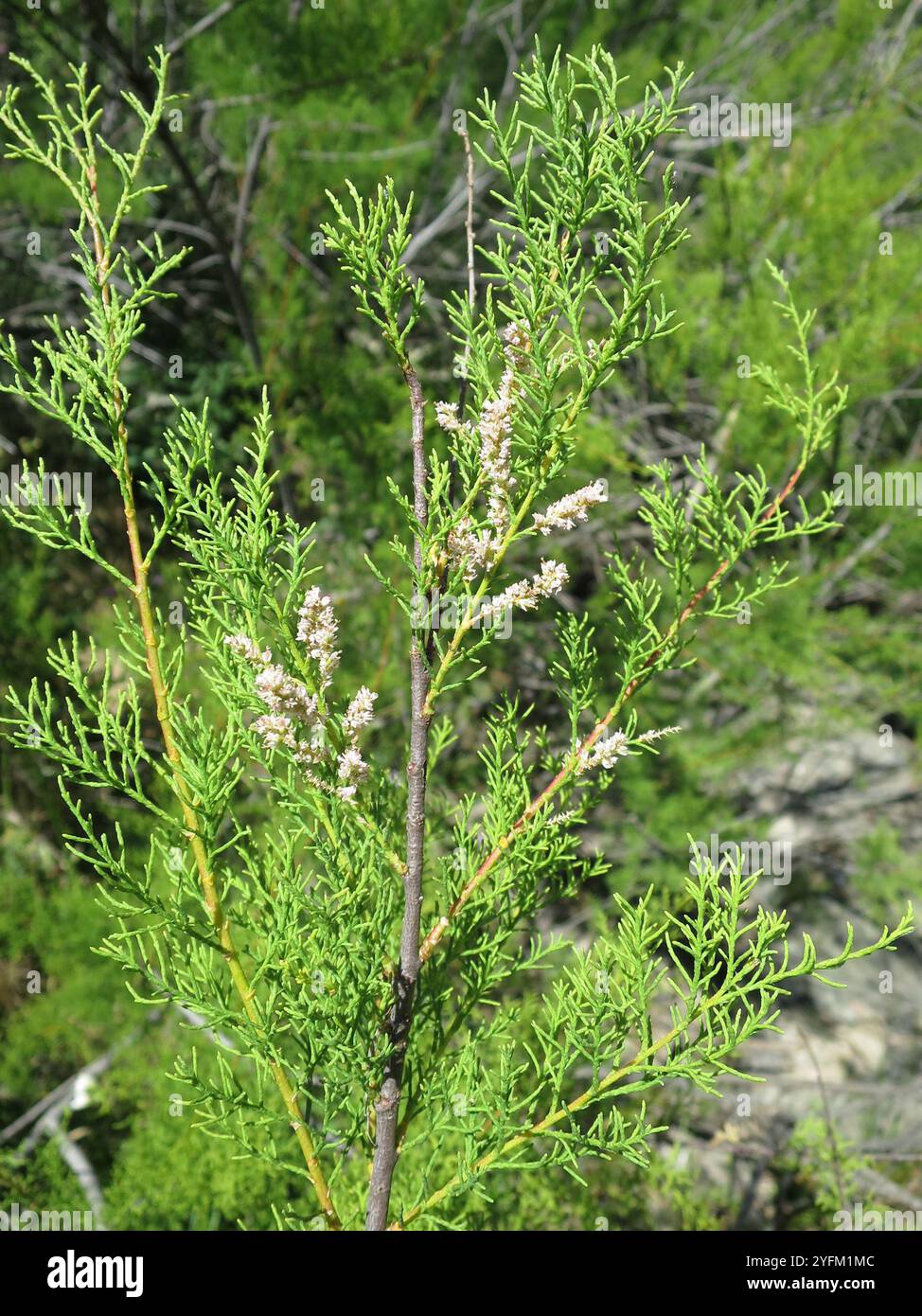 African Tamarisk (Tamarix africana Stock Photo - Alamy