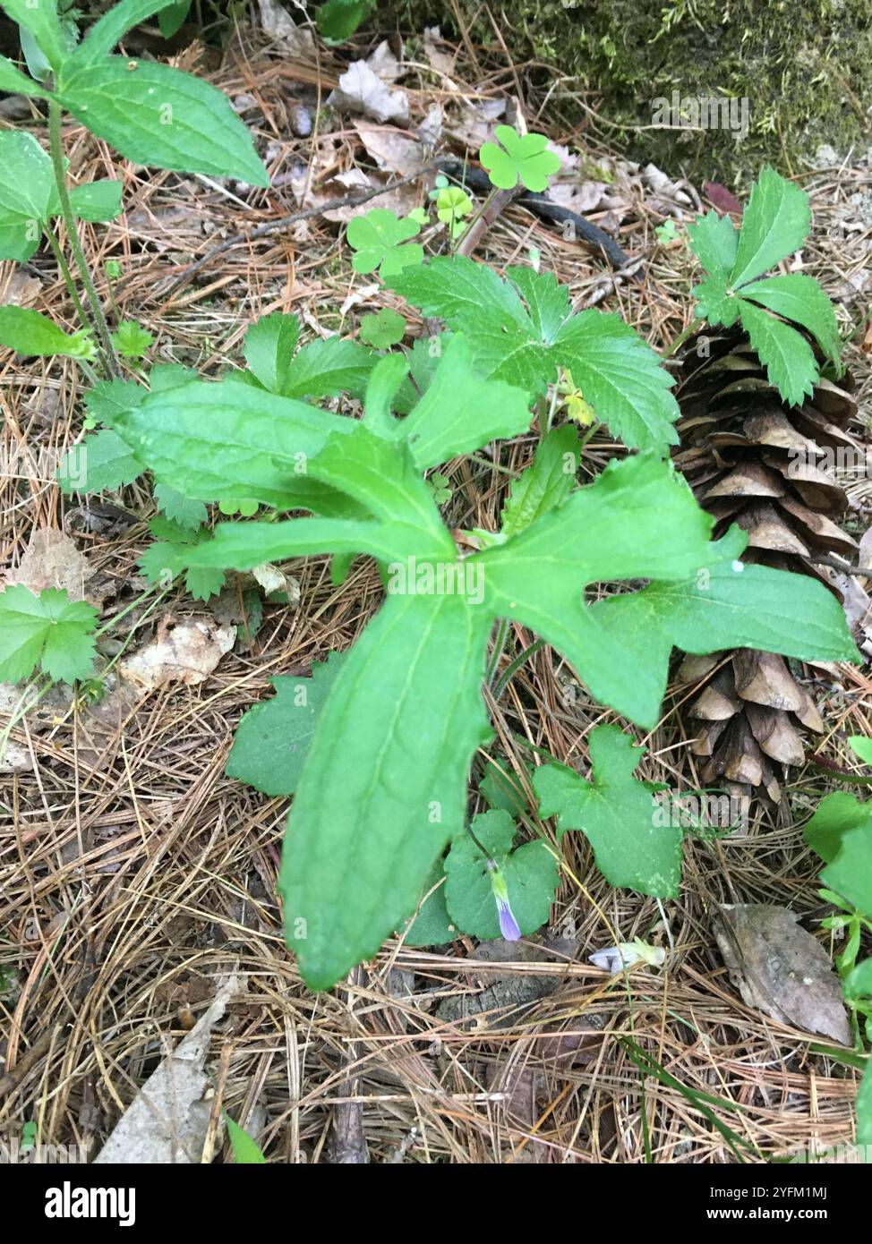 three-lobed violet (Viola palmata Stock Photo - Alamy