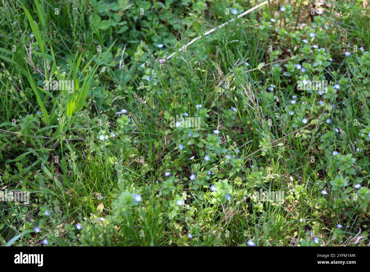 bird's-eye speedwell (Veronica persica Stock Photo - Alamy