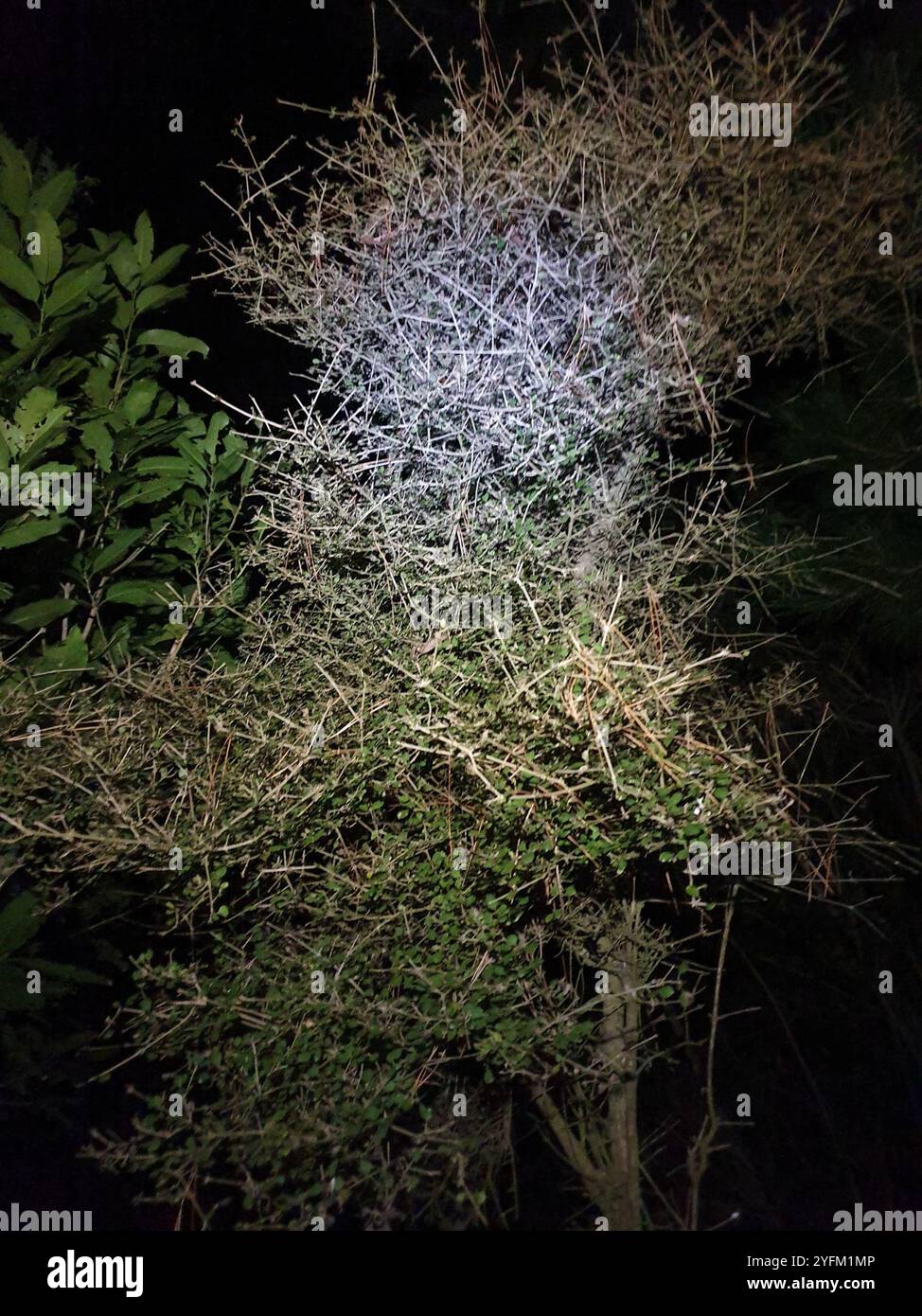 thin leaved coprosma (Coprosma areolata Stock Photo - Alamy