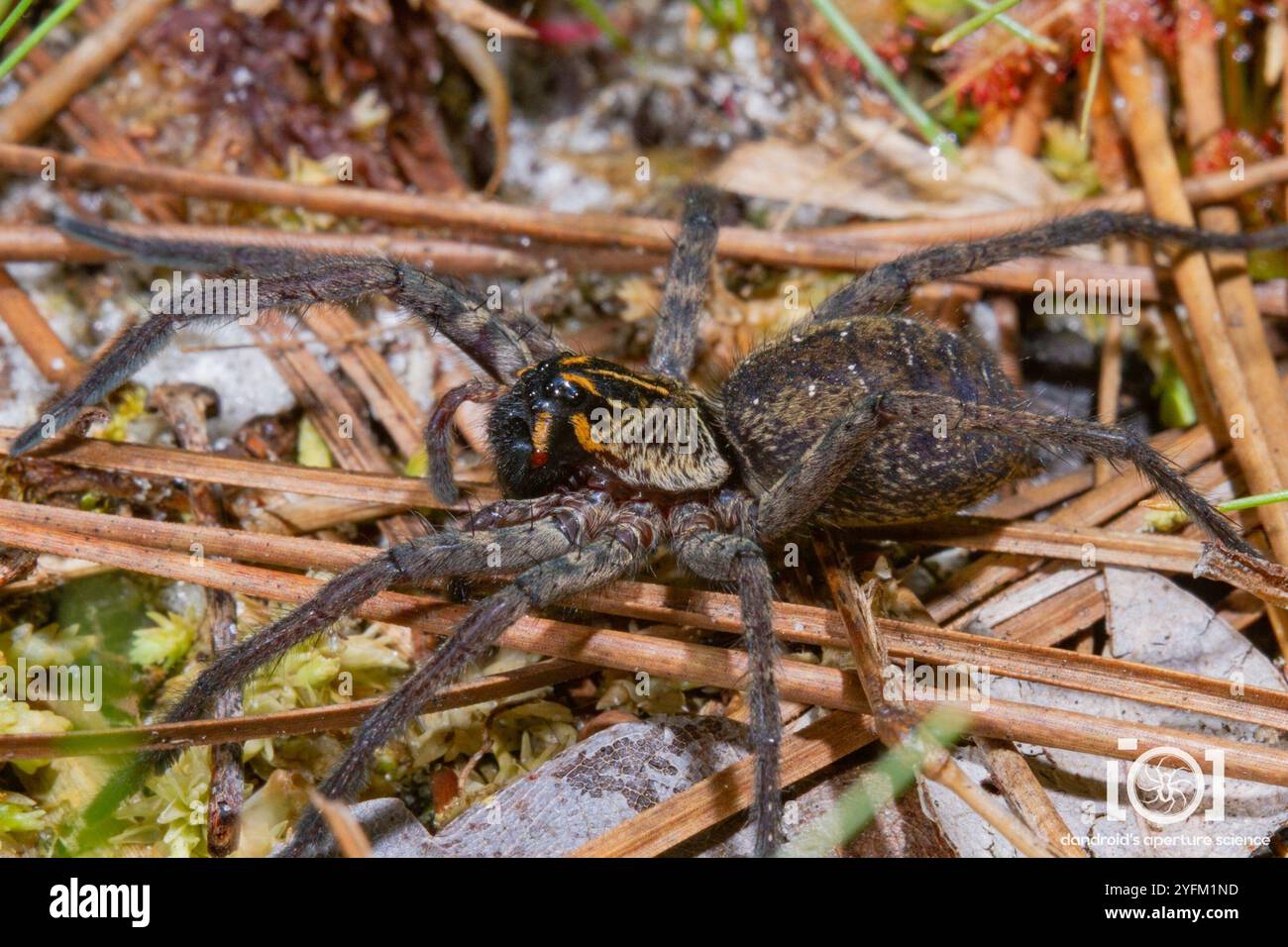 Funnel web wolf spiders hi-res stock photography and images - Alamy