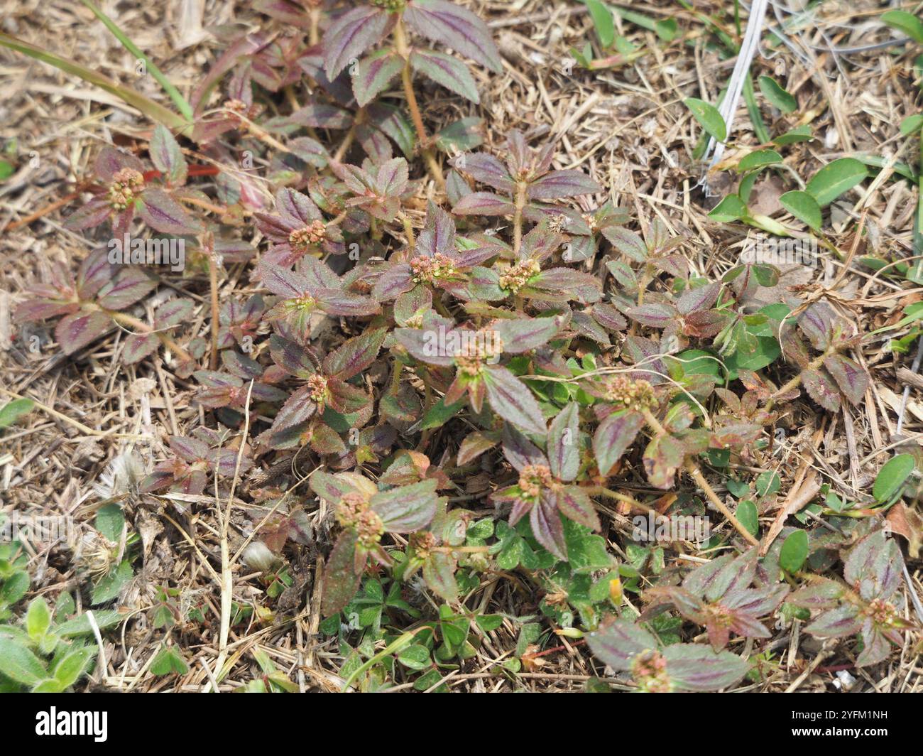 Asthma plant (Euphorbia hirta Stock Photo - Alamy
