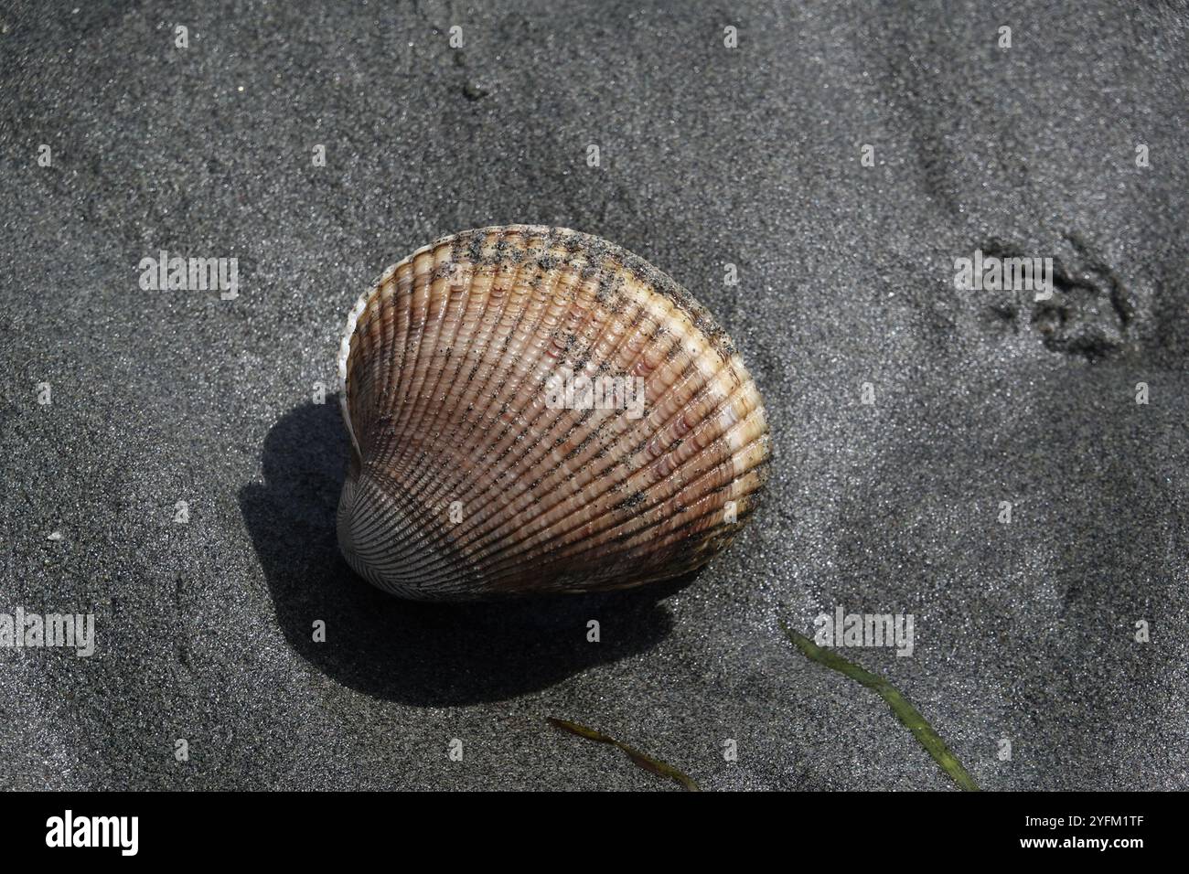 Clinocardium hi-res stock photography and images - Alamy