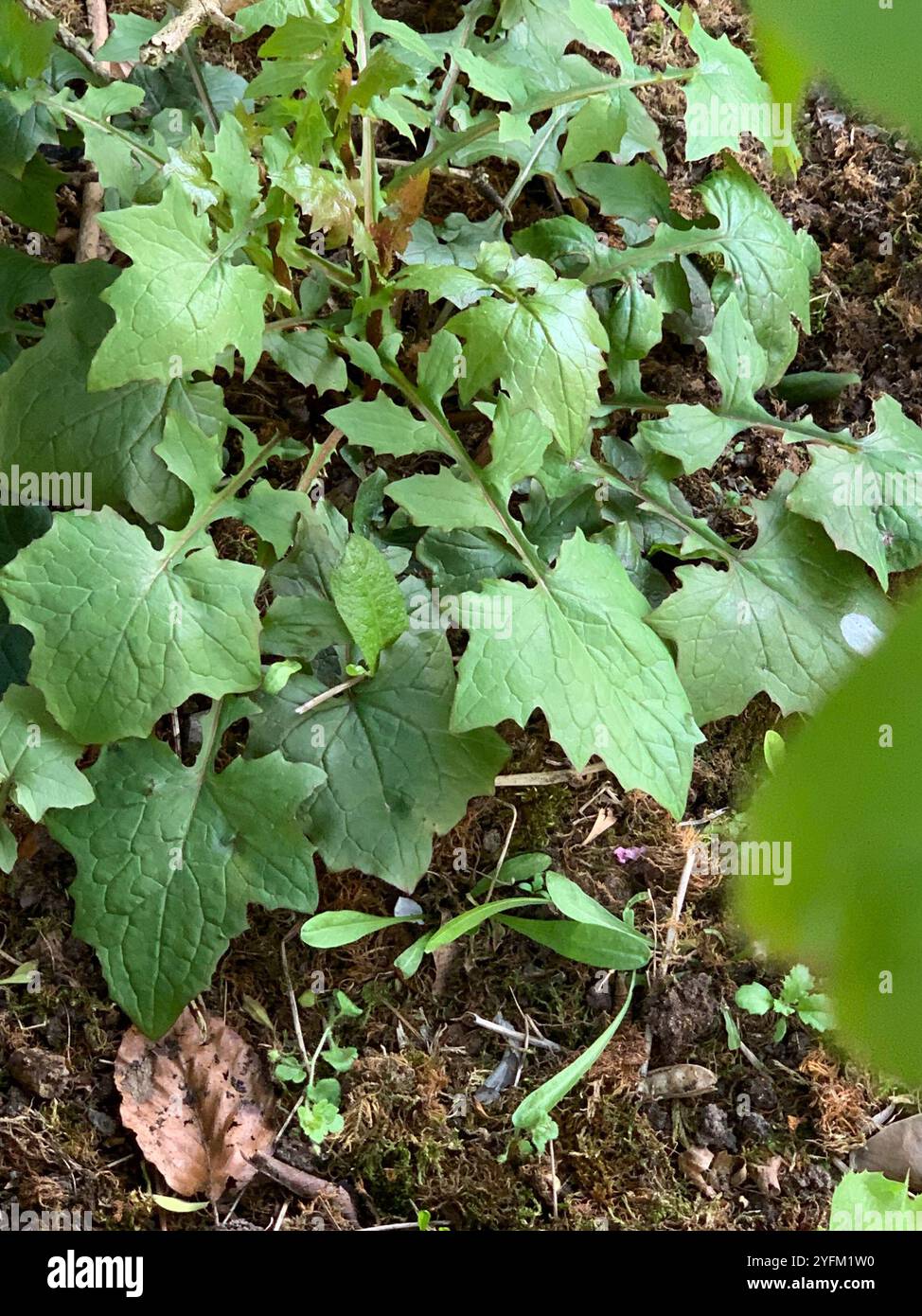 Wall Lettuce (Mycelis muralis Stock Photo - Alamy