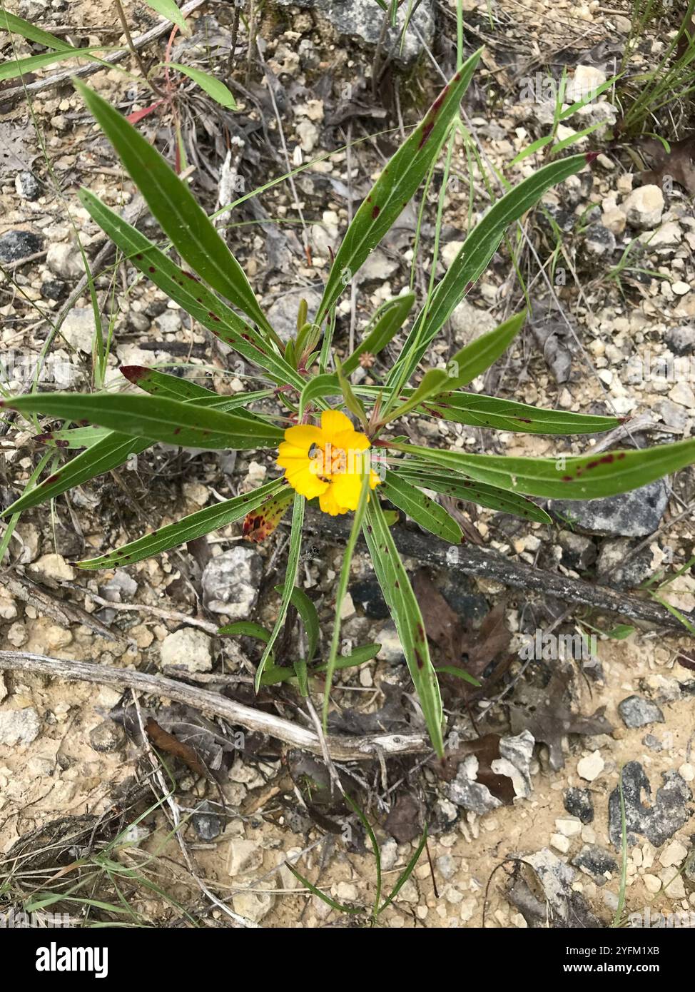 bigfruit evening primrose (Oenothera macrocarpa Stock Photo - Alamy
