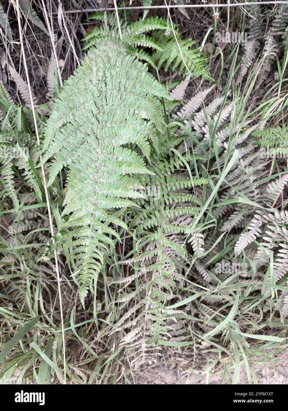 Dryopteris arguta hi-res stock photography and images - Alamy