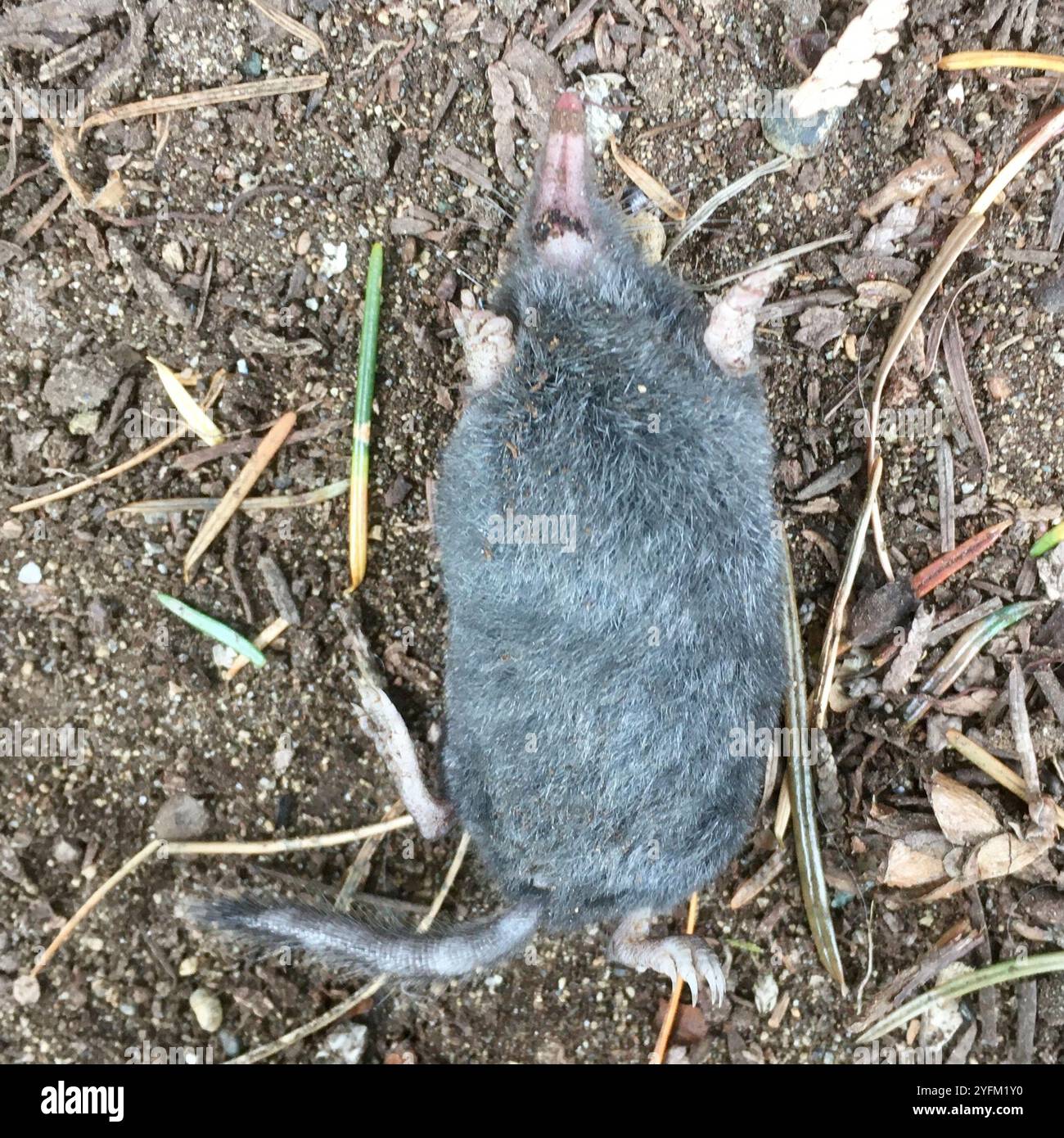 American Shrewmole (Neurotrichus gibbsii Stock Photo - Alamy